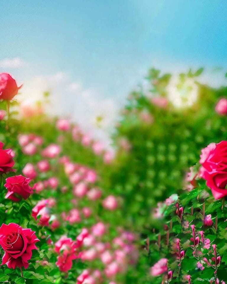 Photoroom App Background Change | Photoroom Ai Photo Editor